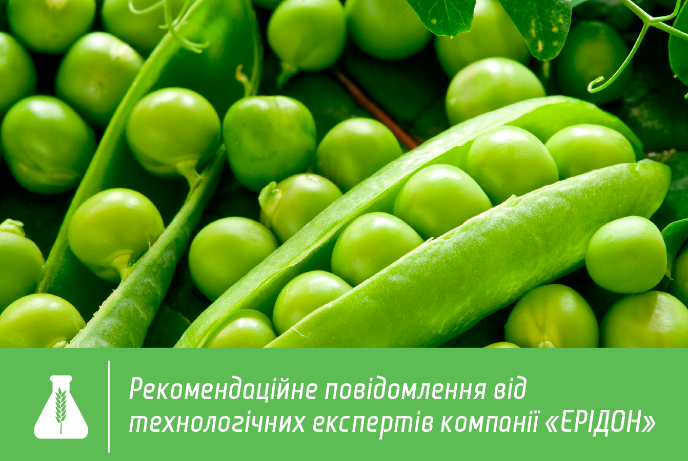 Особливості передзбиральної обробки гороху — Агропомічник — Корисне ...