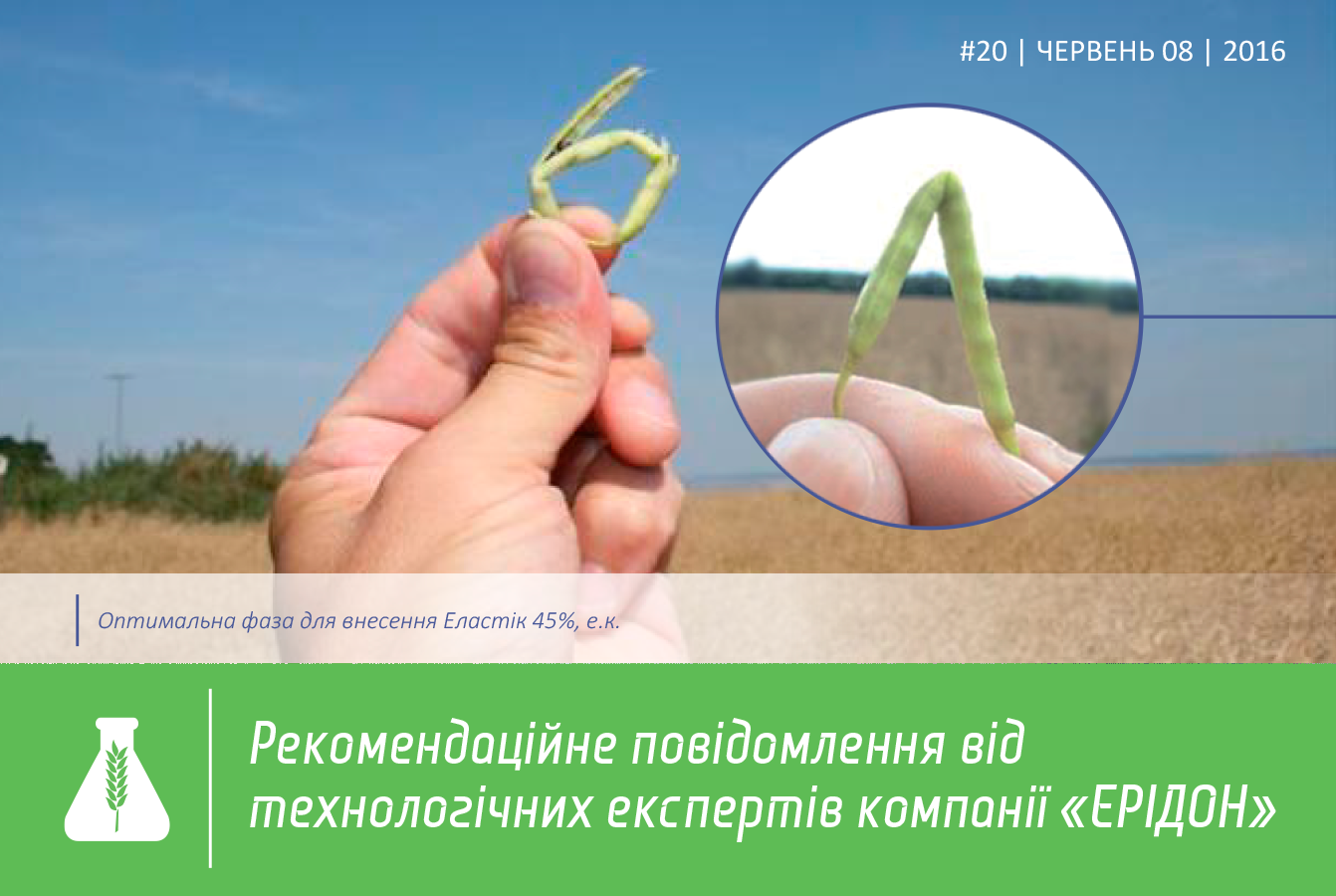 Зниження втрат врожаю від розстріскування стручків — Агропомічник ...