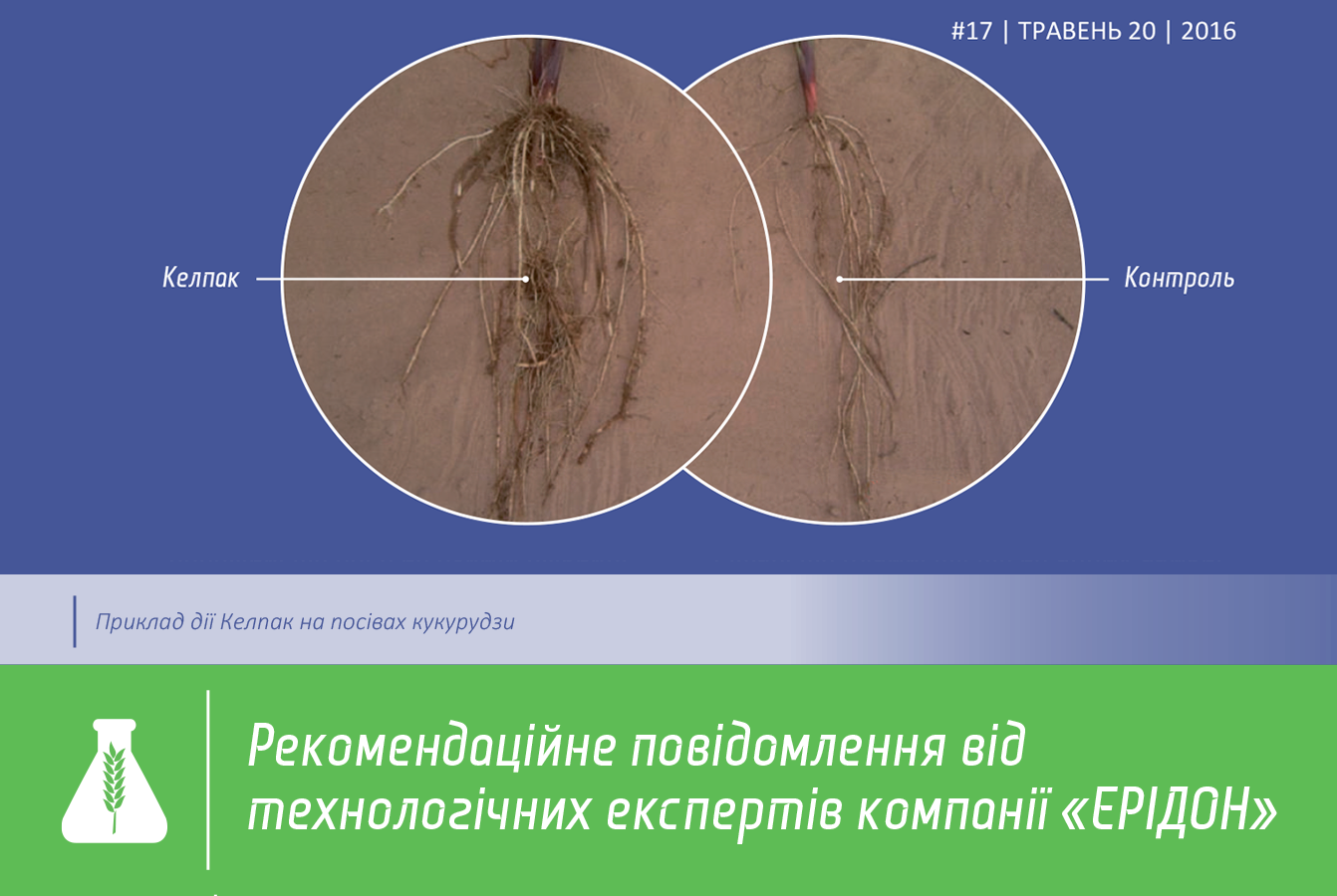 Вирішення проблеми "лінивого" коріння — Агропомічник — Корисне — Eridon
