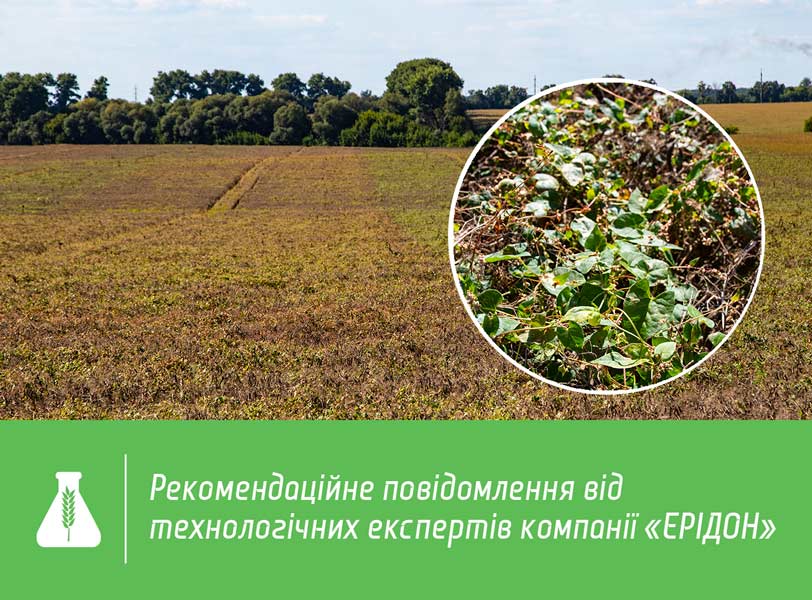Підвищення ефективності десикації посівів — Eridon