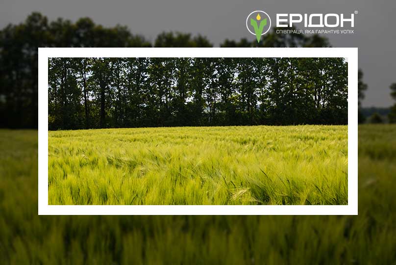 Як збільшити коефіцієнт використання азоту? — Eridon