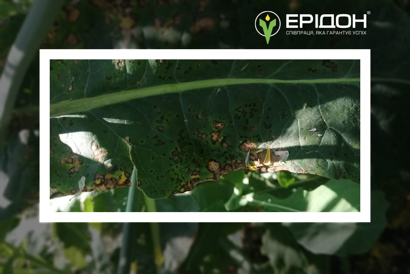 Альтернаріоз ріпаку: заходи боротьби із хворобою 2025 — Eridon