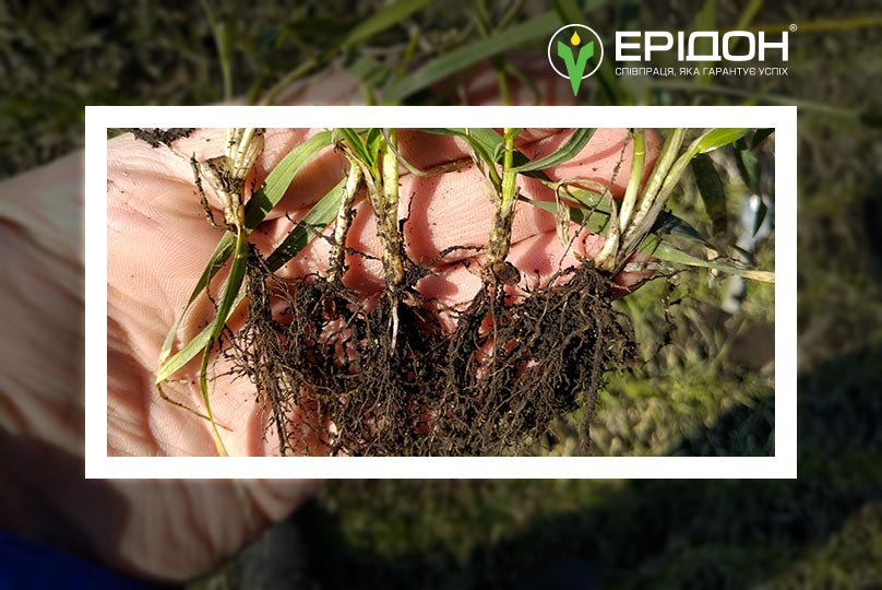 Доробка насіння для збереження потенціалу озимих зернових на ранніх ...