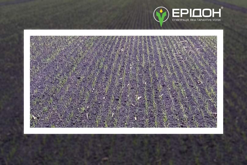 Важливість застосування гербіцидів на озимій пшениці восени 2025 — Eridon