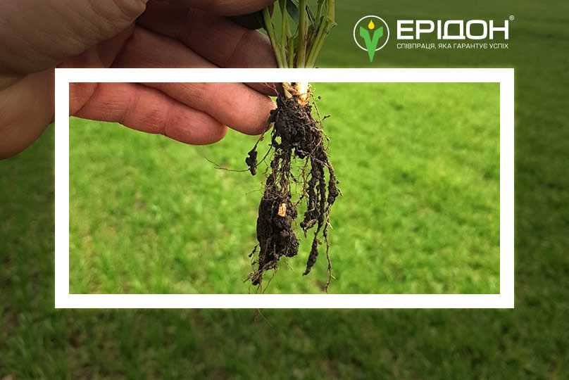 Позакореневе підживлення для стимуляції розвитку кореневої системи ...