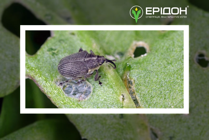 Моніторинг посівів і ефективне застосування інсектицидів на ріпаку — Eridon