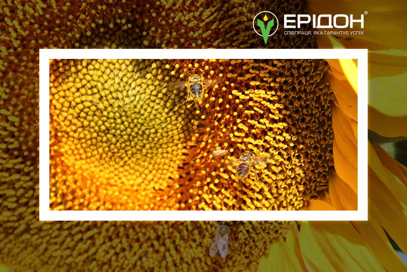 Засоби захисту рослин: що варто знати обираючи ЗЗР — Eridon