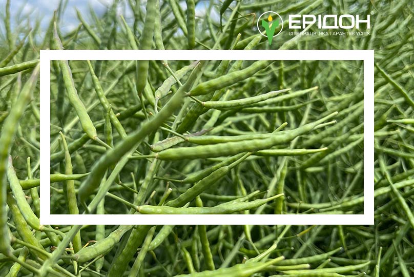 Технологія вирощування озимого ріпаку: підготовка, обробіток, збирання ...