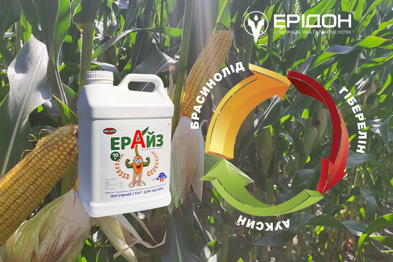 Розвиток кореневої системи з біостимулятором Ерайз — Eridon